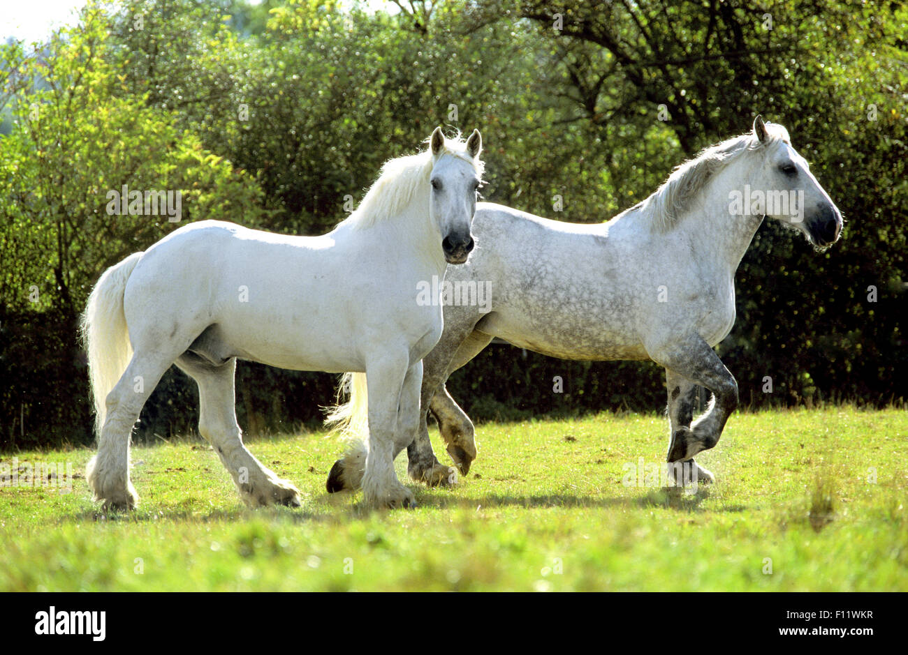 Chevaux de traits percherons Banque de photographies et d’images à ...
