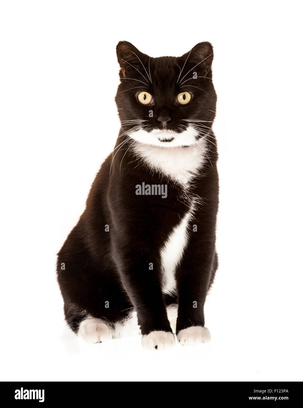 Cat blanc Banque d'images détourées - Alamy