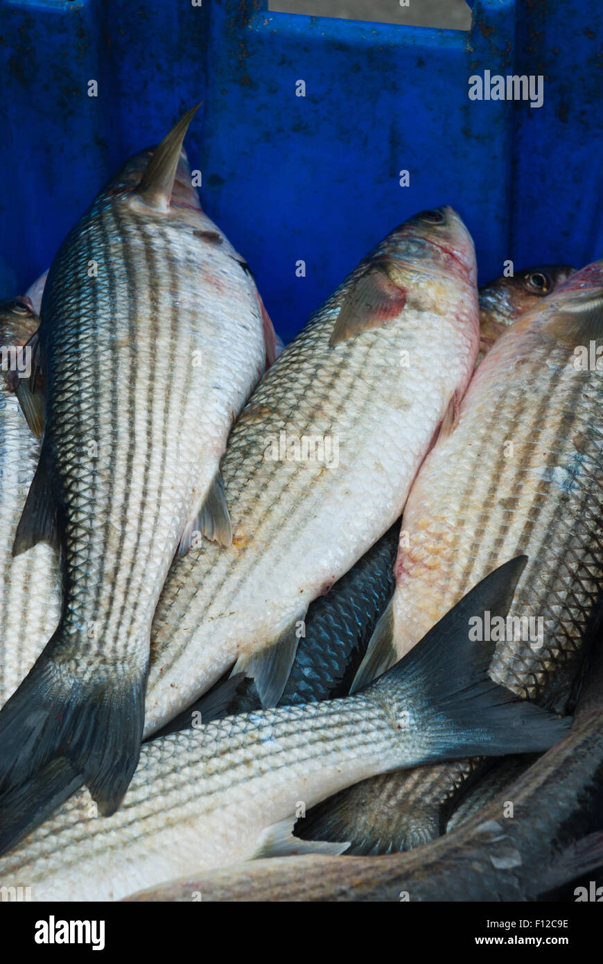 Cageot De Poissons Banque d'image et photos - Alamy