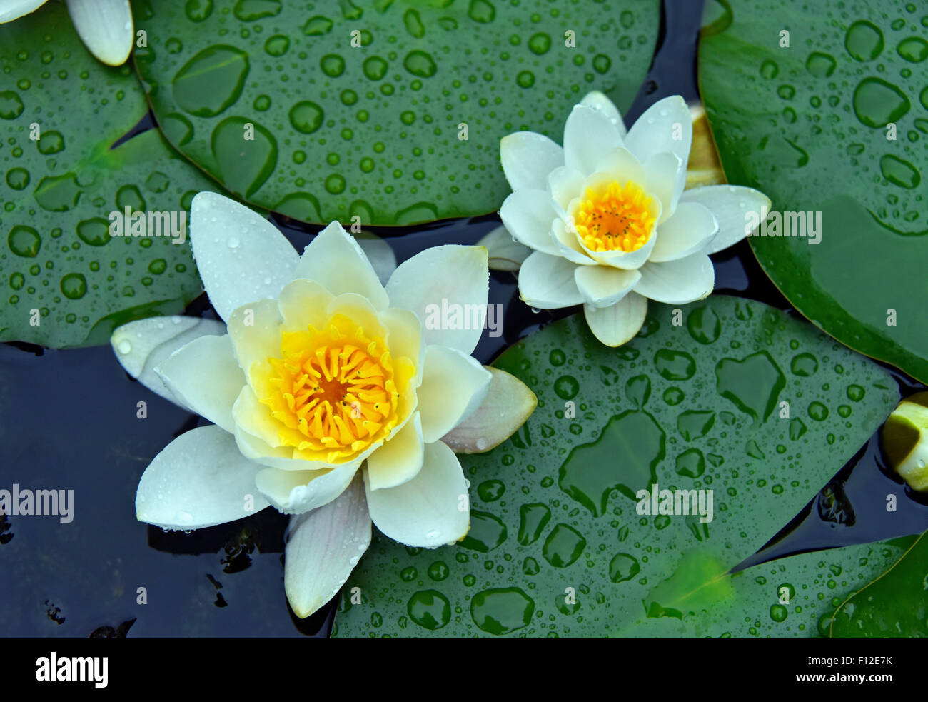 Nymphaea alba Banque de photographies et d’images à haute résolution ...