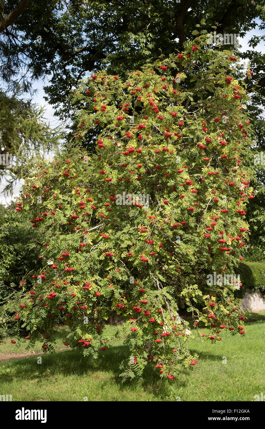 Sorbus aucuparia Banque de photographies et d’images à haute résolution ...