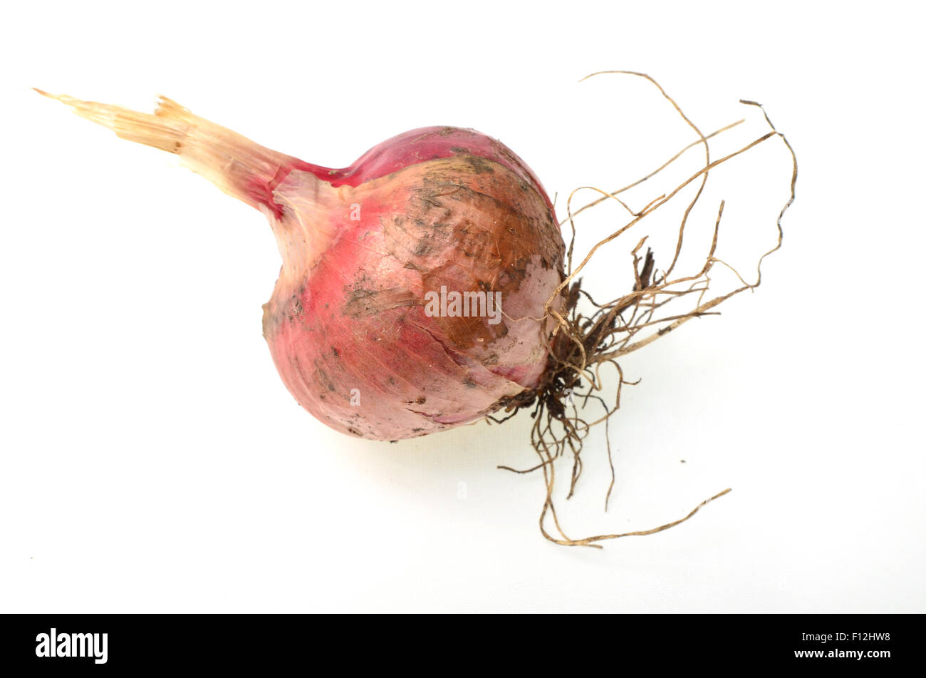 Oignon rouge Banque de photographies et d’images à haute résolution - Alamy