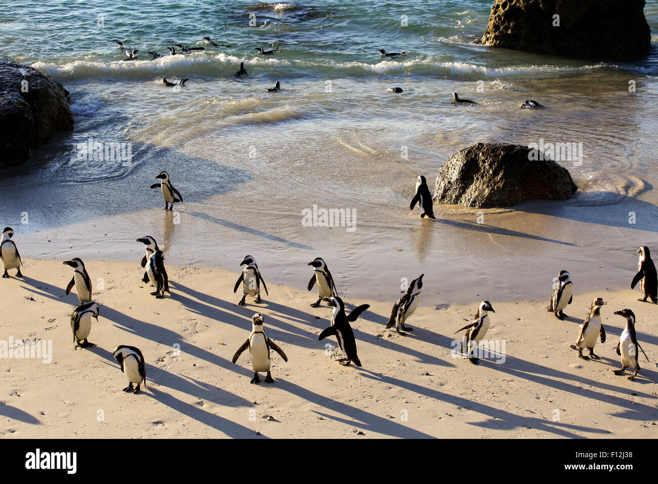 Colonie de demersus de pingouin africain spheniscus à la plage de ...