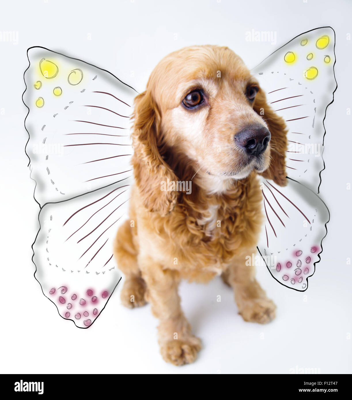 Cocker Anglais chiot mignon devant un fond blanc avec des ailes de ...