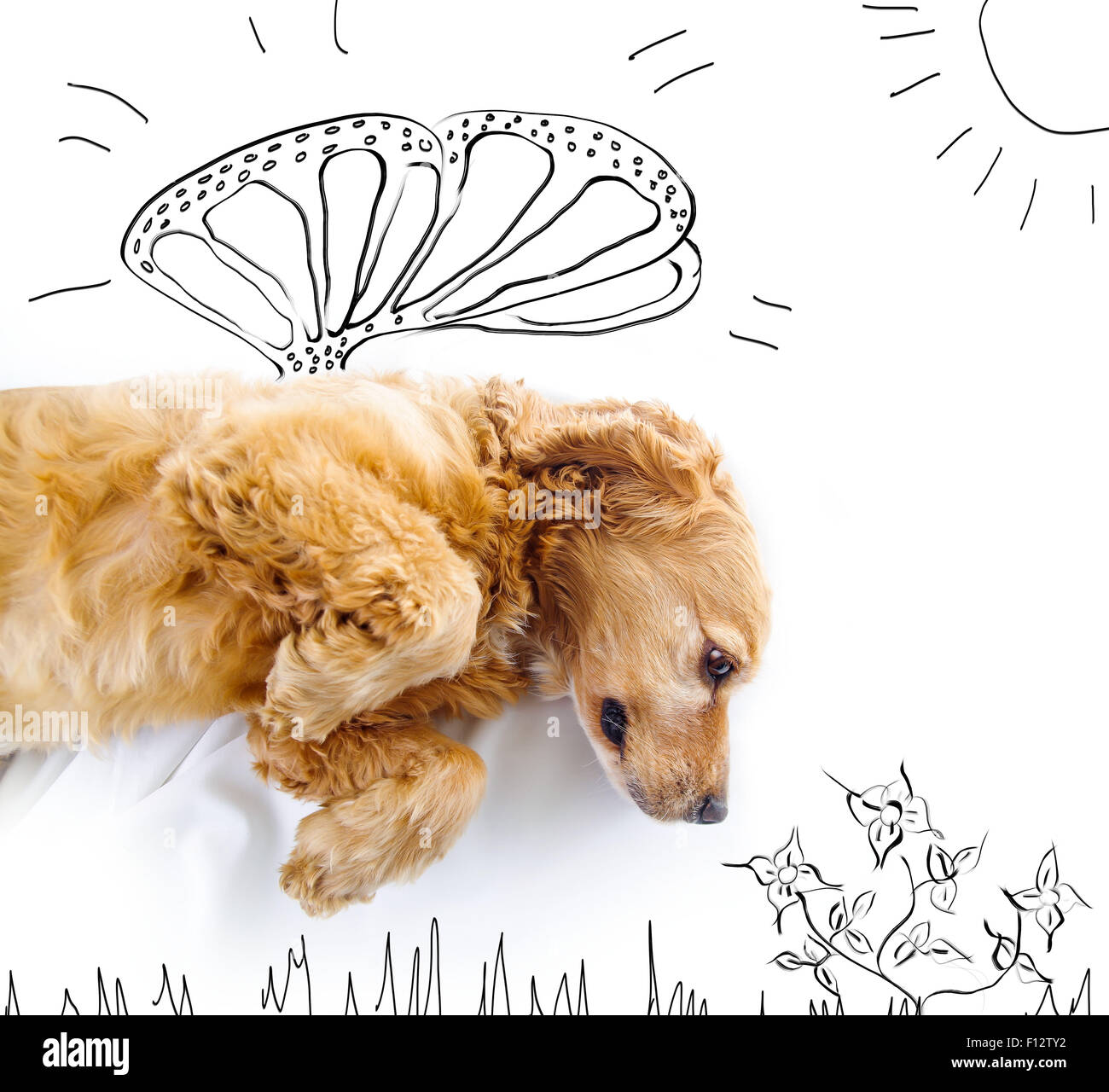 Cocker Anglais chiot mignon devant un fond blanc avec des ailes de ...