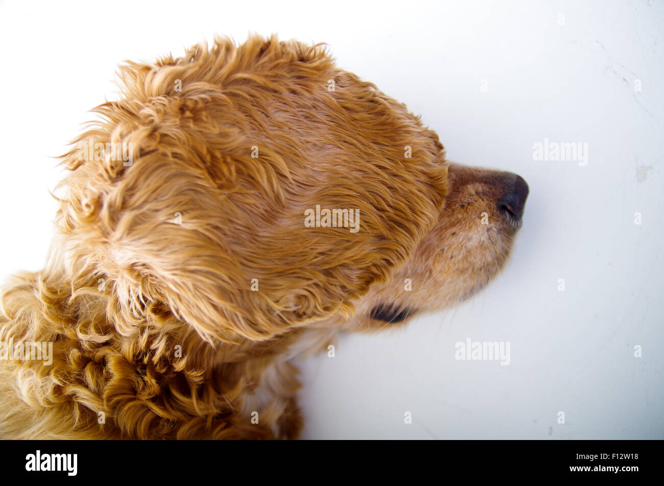 Cocker Anglais chiot mignon devant un fond blanc libre aux oreilles ...