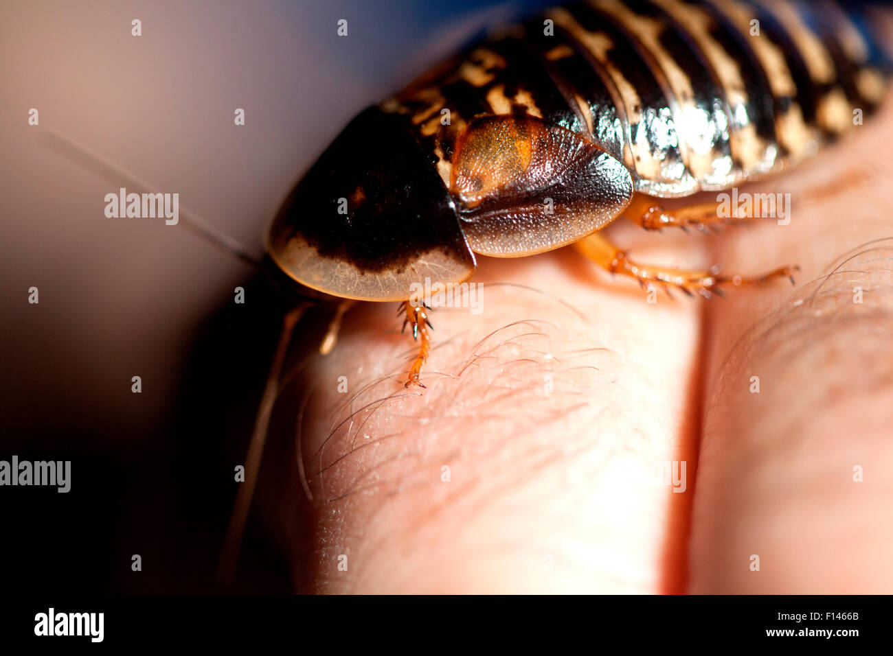 Giant madagascar hissing cockroach Banque de photographies et d’images ...