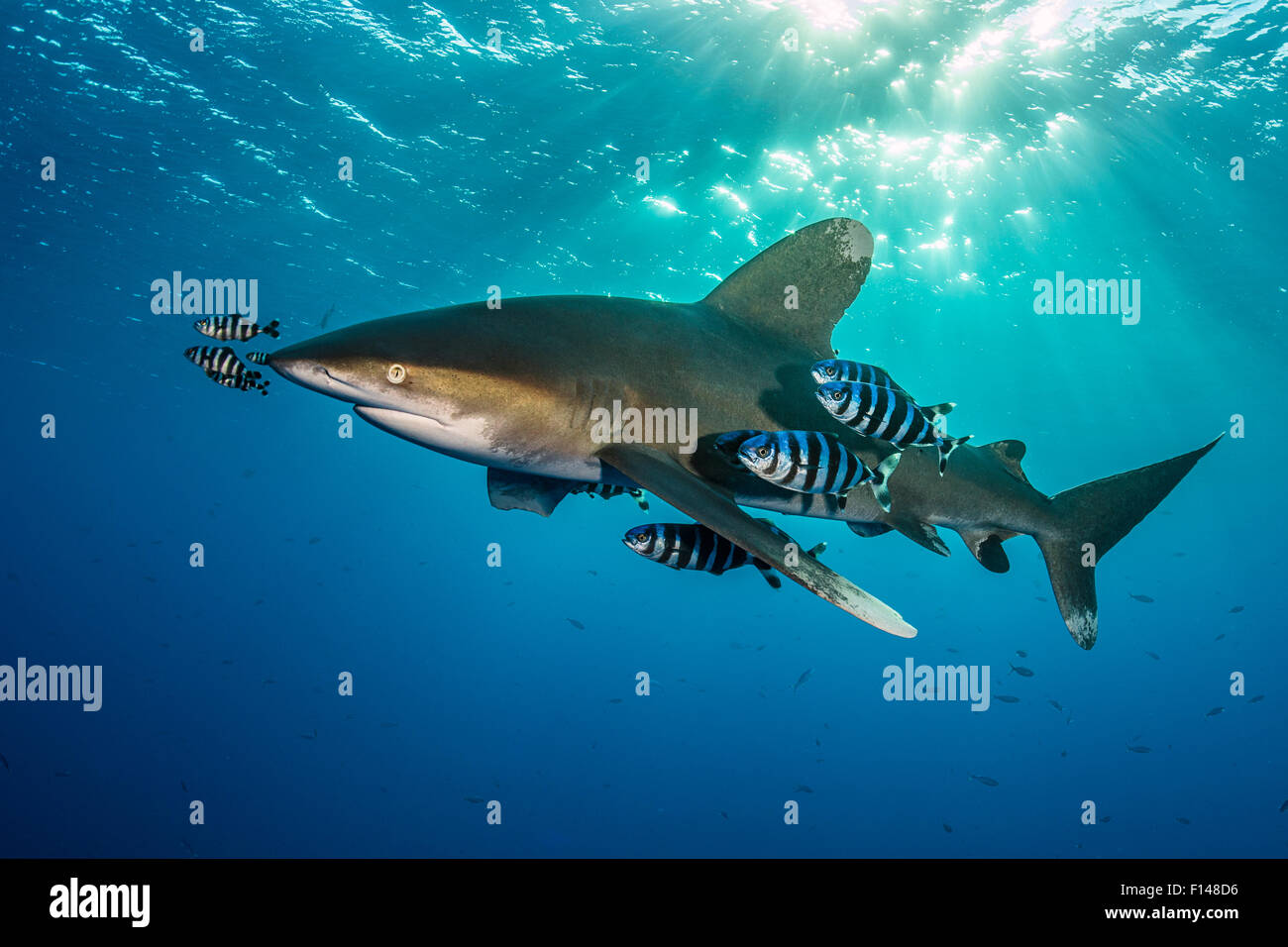 Requin océanique (Carcharhinus longimanus) accompagné par pilotfish ...