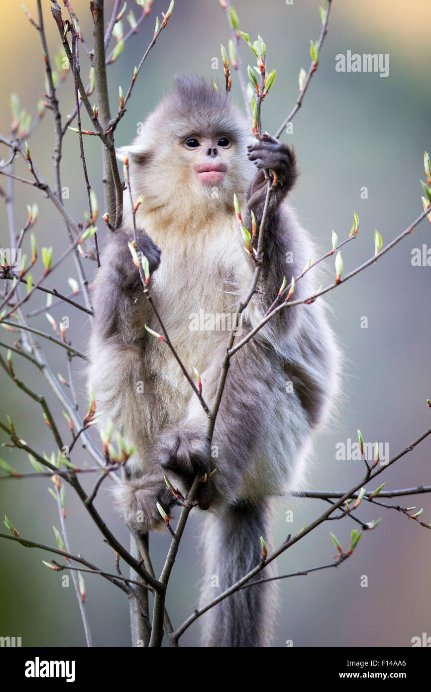 Rhinopithecus bieti Banque de photographies et d’images à haute ...