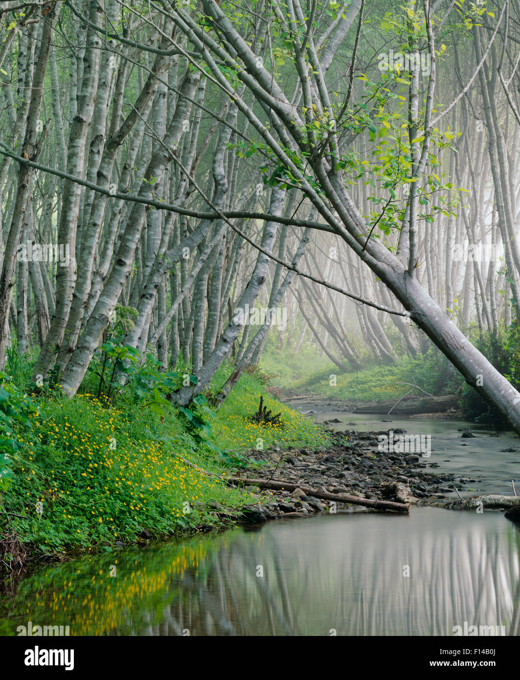 Le Montia parvifolia (candyflower de Sibérie), les tapis, l'aulne rouge ...