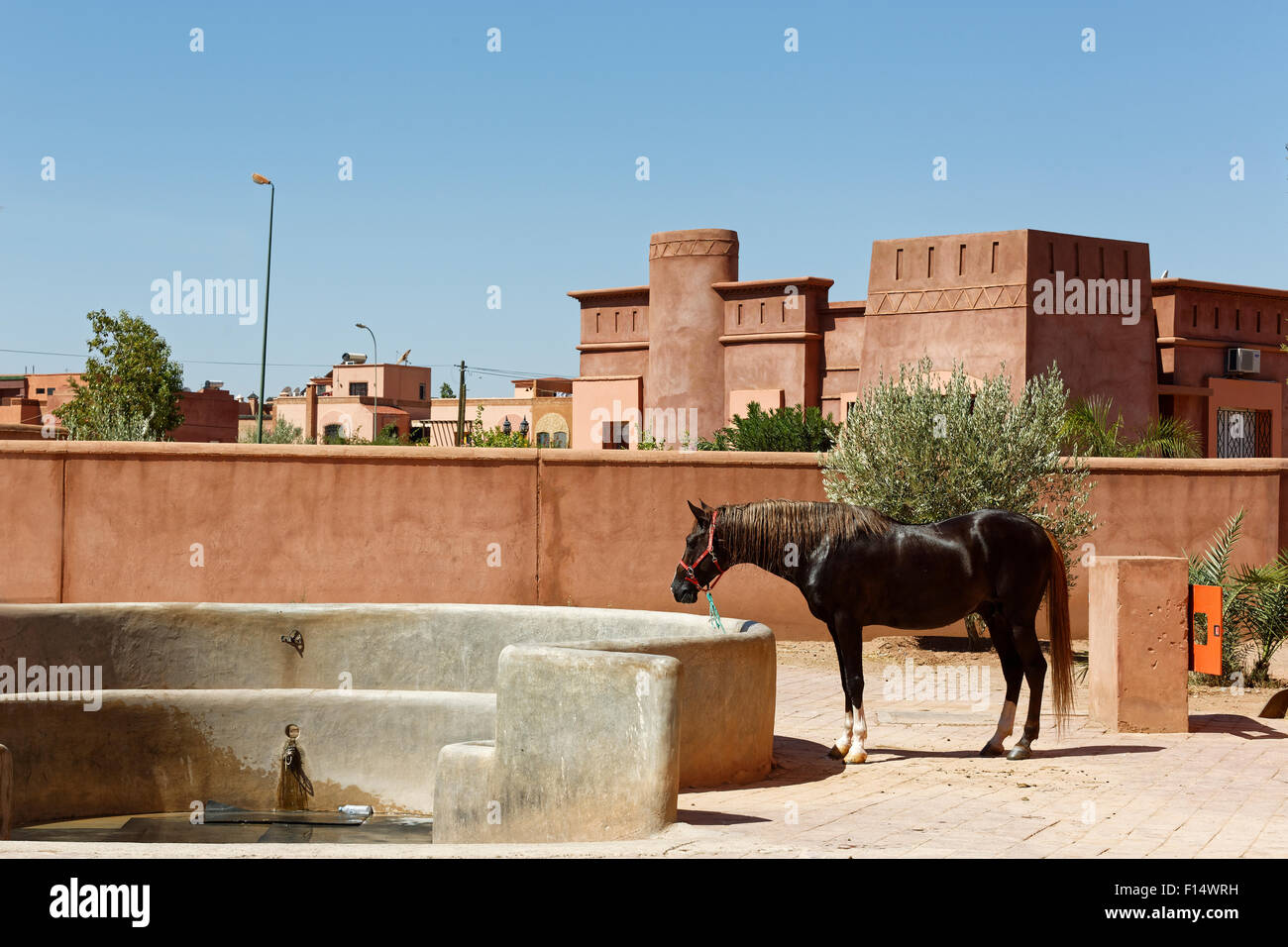 Cheval marocain Banque de photographies et d’images à haute résolution ...