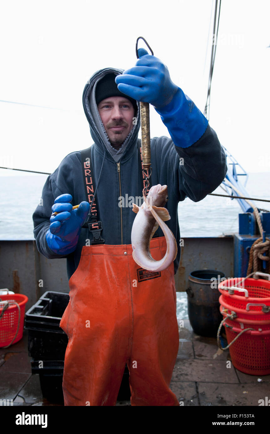 Ocean pout zoarces americanus Banque de photographies et d’images à ...