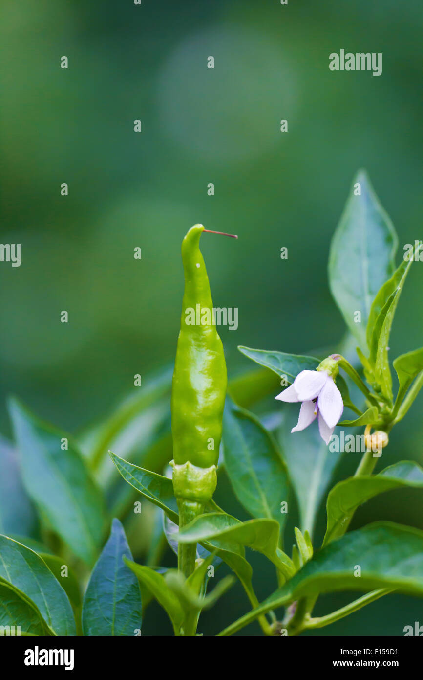 Fleur de piment rouge Banque de photographies et d’images à haute ...