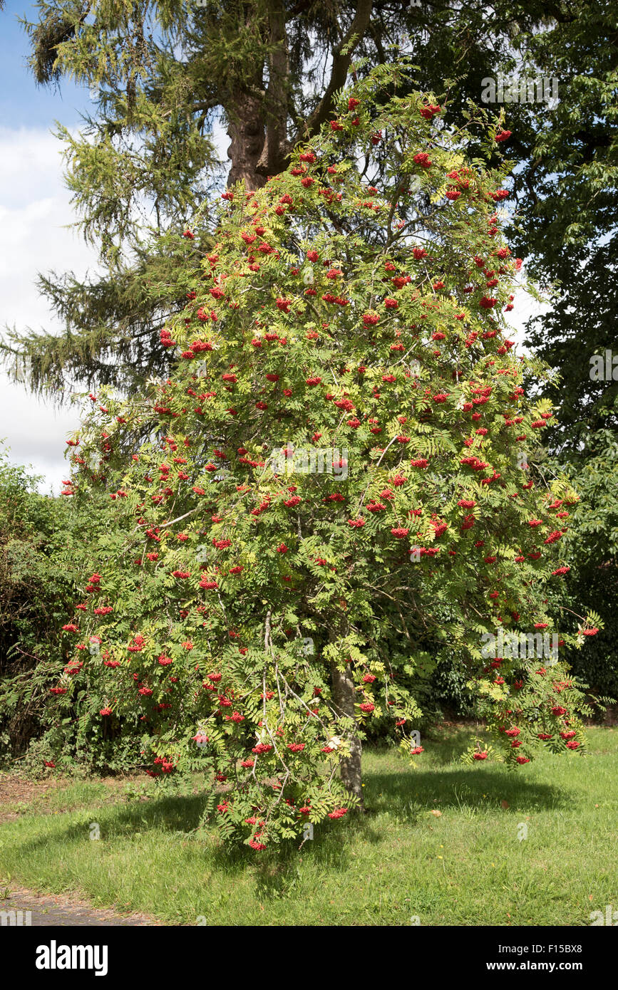 Mountain Ash Sorbus aucuparia arbre aux fruits rouges Photo Stock - Alamy