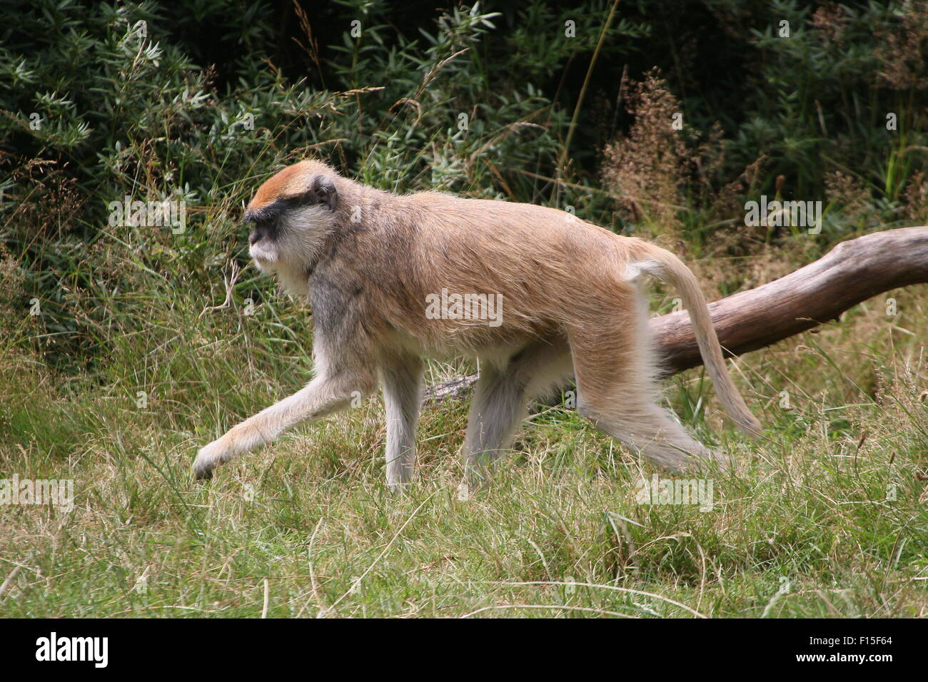 Singe patas Banque de photographies et d’images à haute résolution - Alamy