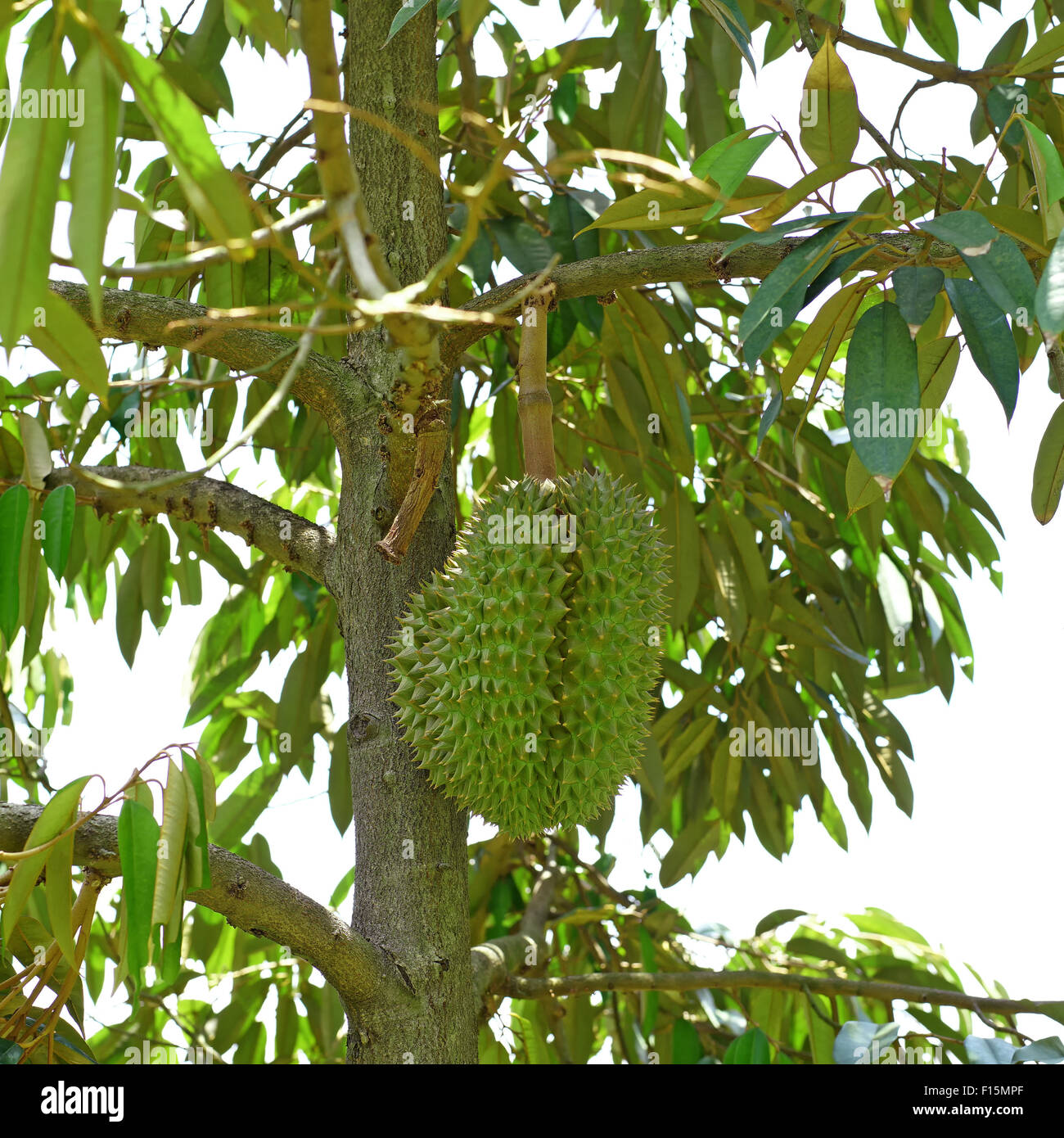 Arbre durian Banque de photographies et d’images à haute résolution - Alamy