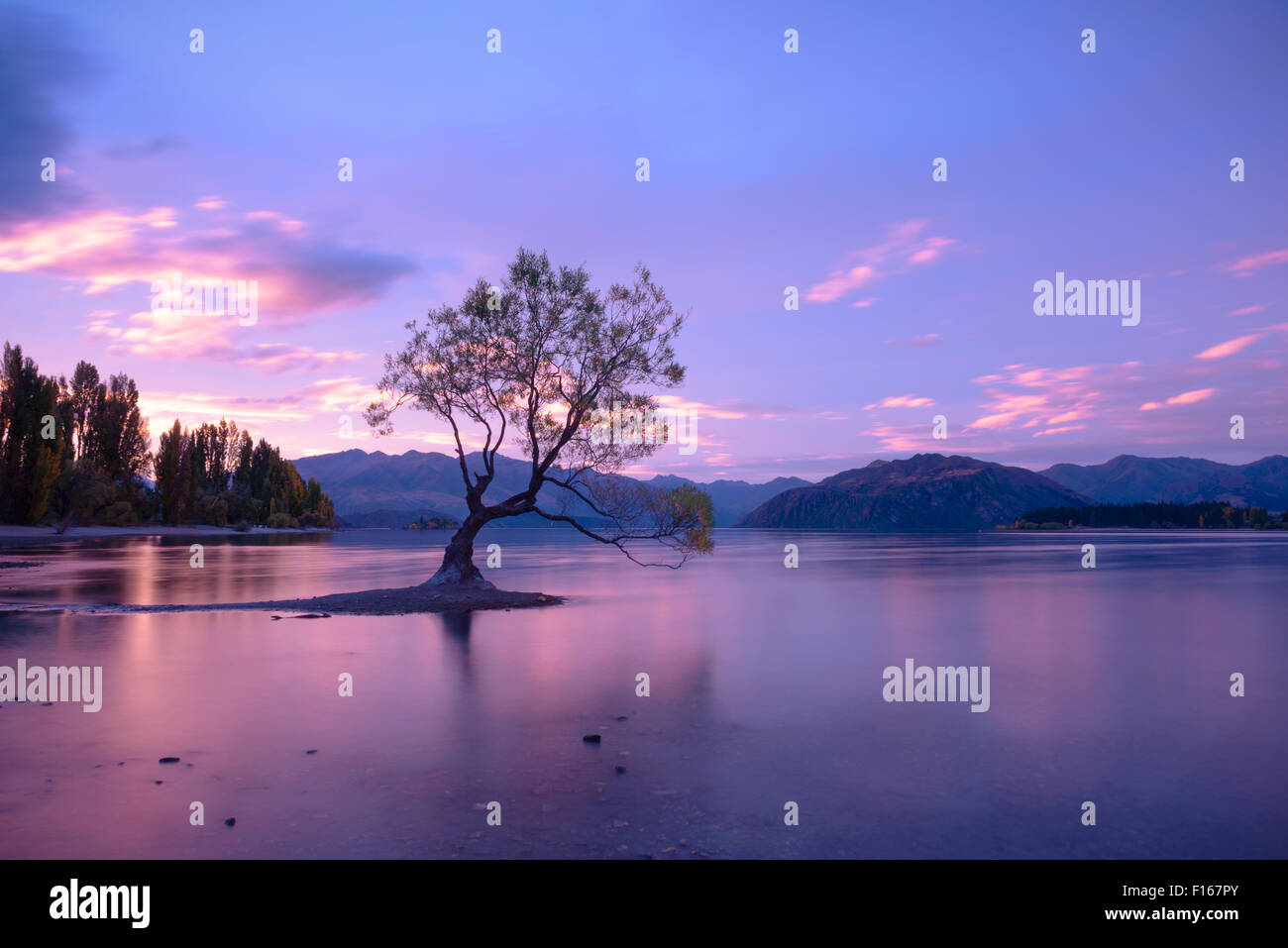 Arbre isolé sur le lac Wanaka au coucher du soleil Photo Stock - Alamy