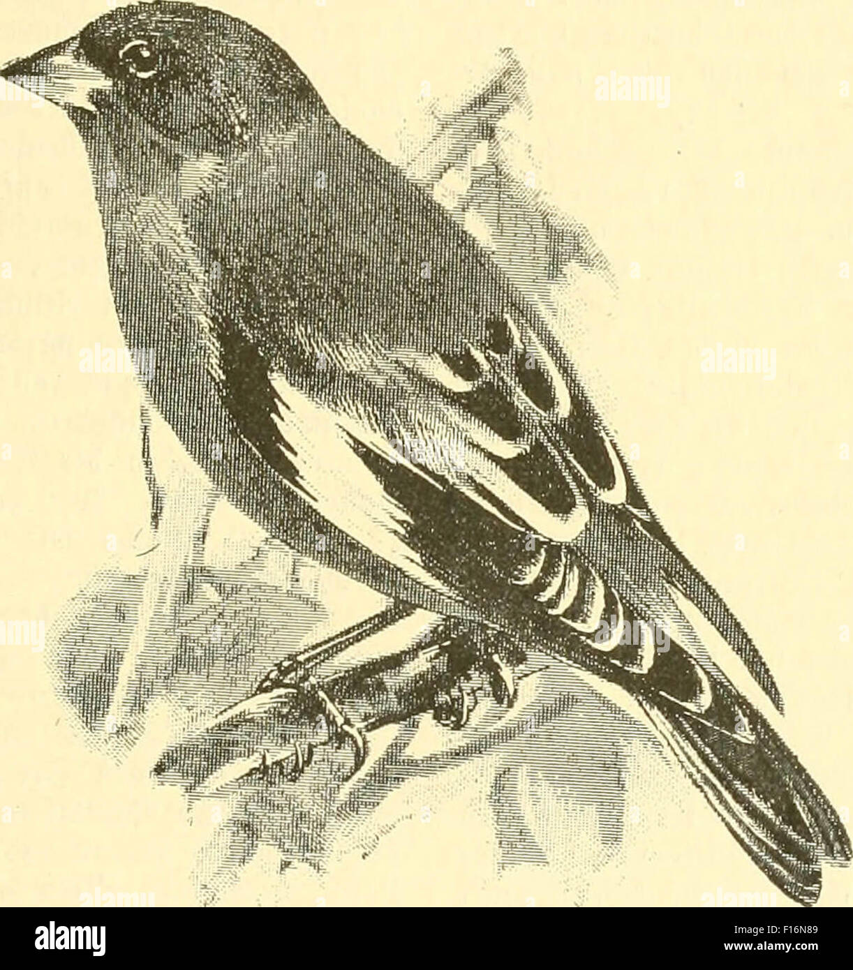 Oiseau historique Banque de photographies et d’images à haute ...