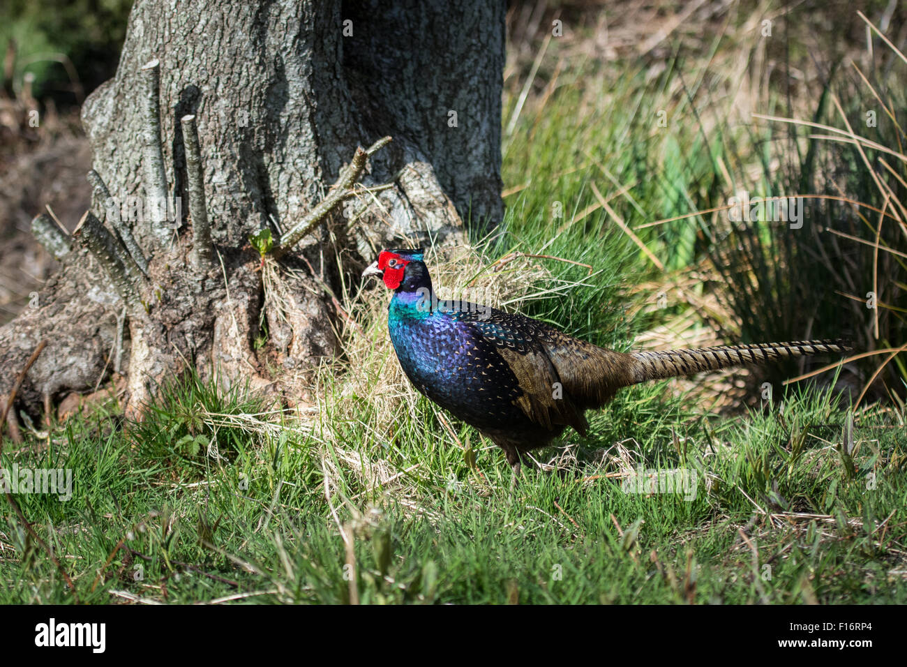 Melanistic mutant pheasant Banque de photographies et d’images à haute ...