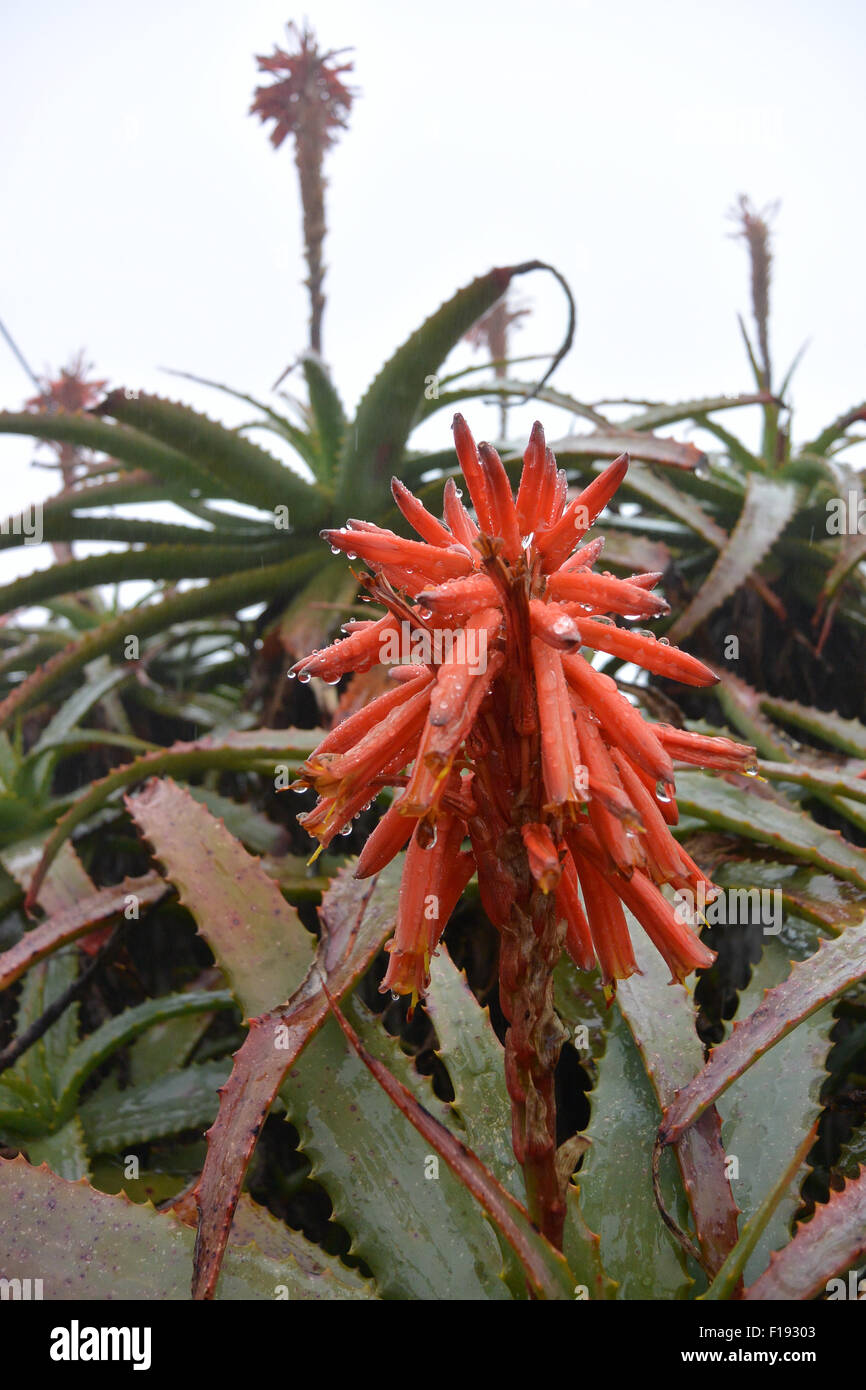 Wilde aloe Banque de photographies et d’images à haute résolution - Alamy