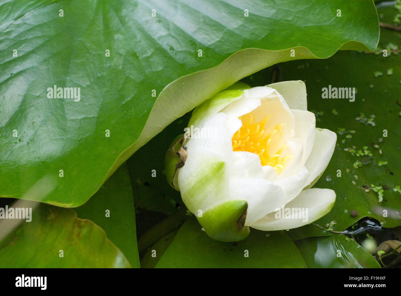 Fleur de lilly Banque de photographies et d’images à haute résolution ...