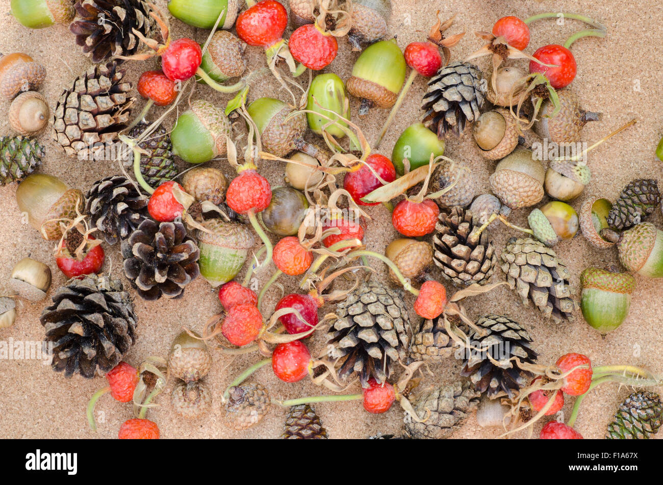 Composition de la saison d'automne Banque de photographies et d’images ...