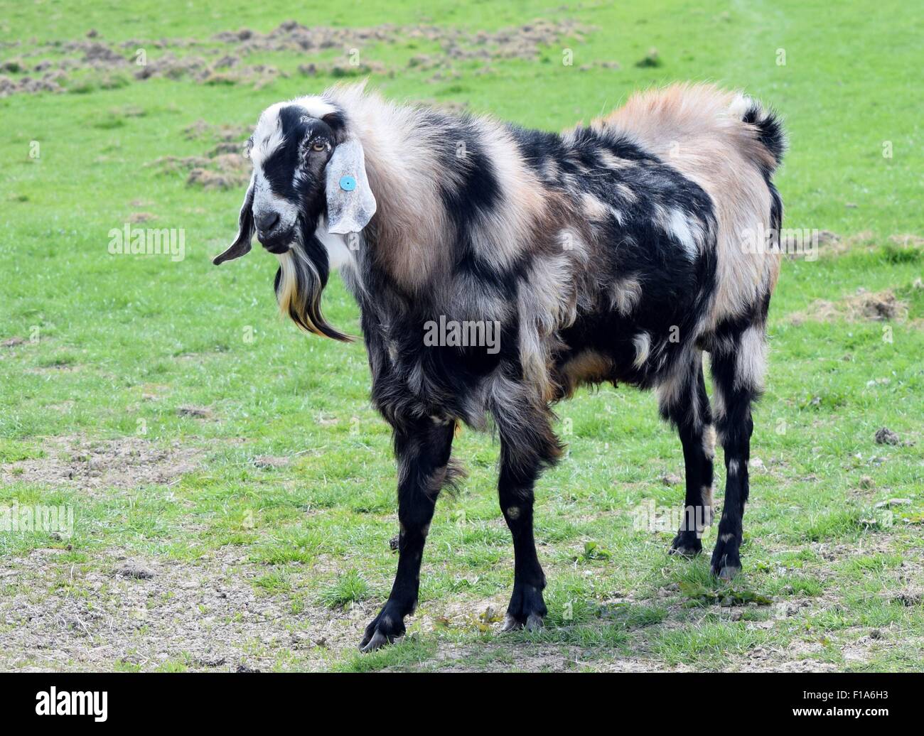Chèvre anglo nubienne Banque de photographies et d’images à haute ...