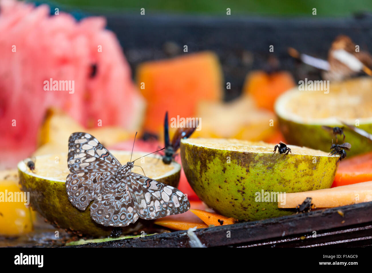 Insects belize Banque de photographies et d’images à haute résolution ...