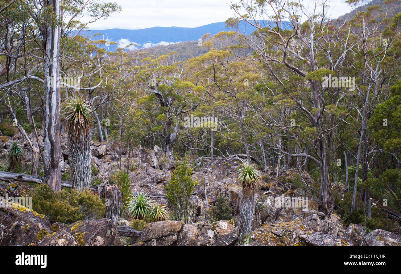 Mount field national park Banque de photographies et d’images à haute ...