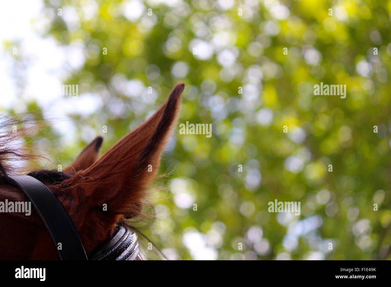 Oreille de cheval Banque de photographies et d’images à haute ...