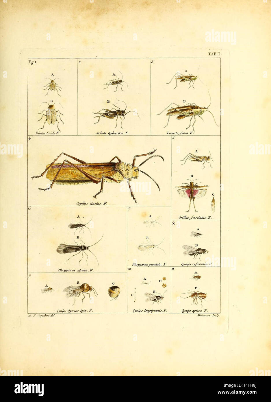 Cette illustration de la série 'Illustratio iconographica insectorum ...