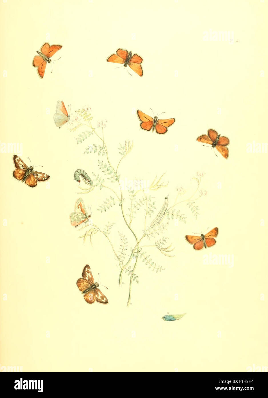 Illustration tirée de « British Butterflies and their transformations ...