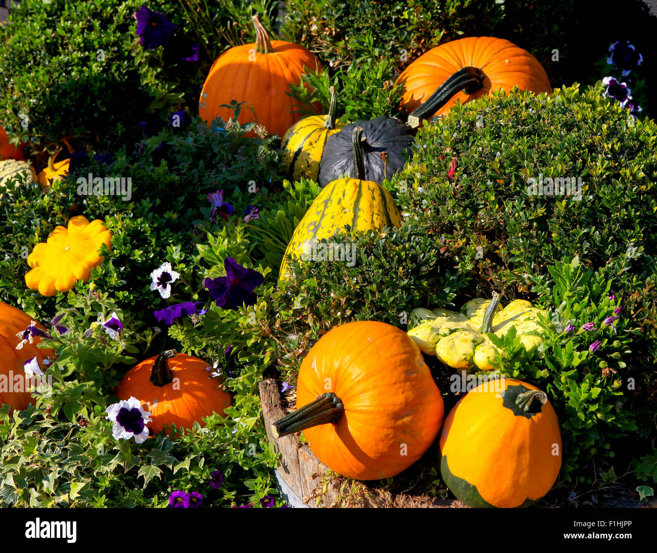 Citrouilles de jardin Banque de photographies et d’images à haute ...