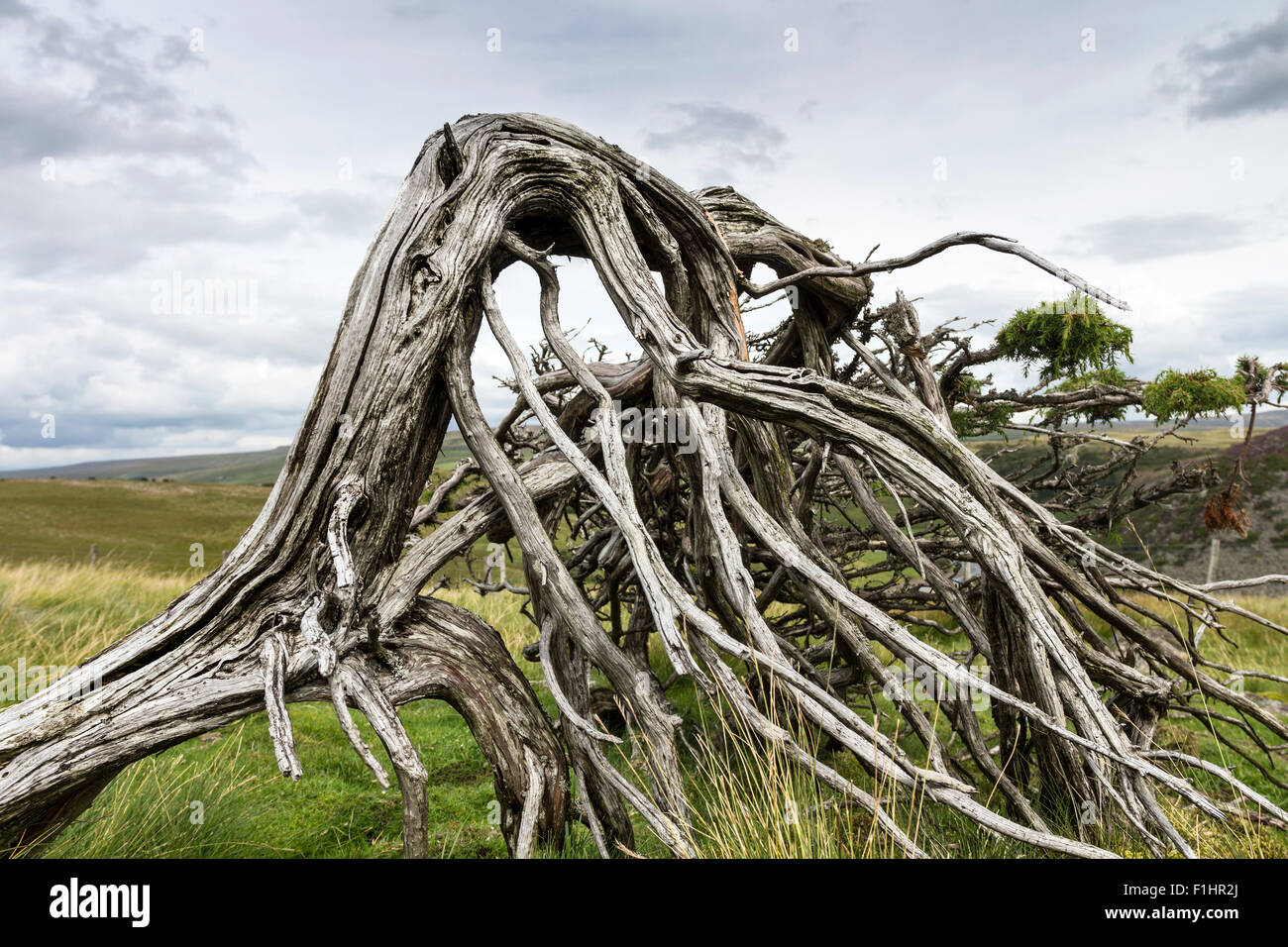 Arbre tordu par le vent Banque de photographies et d’images à haute ...