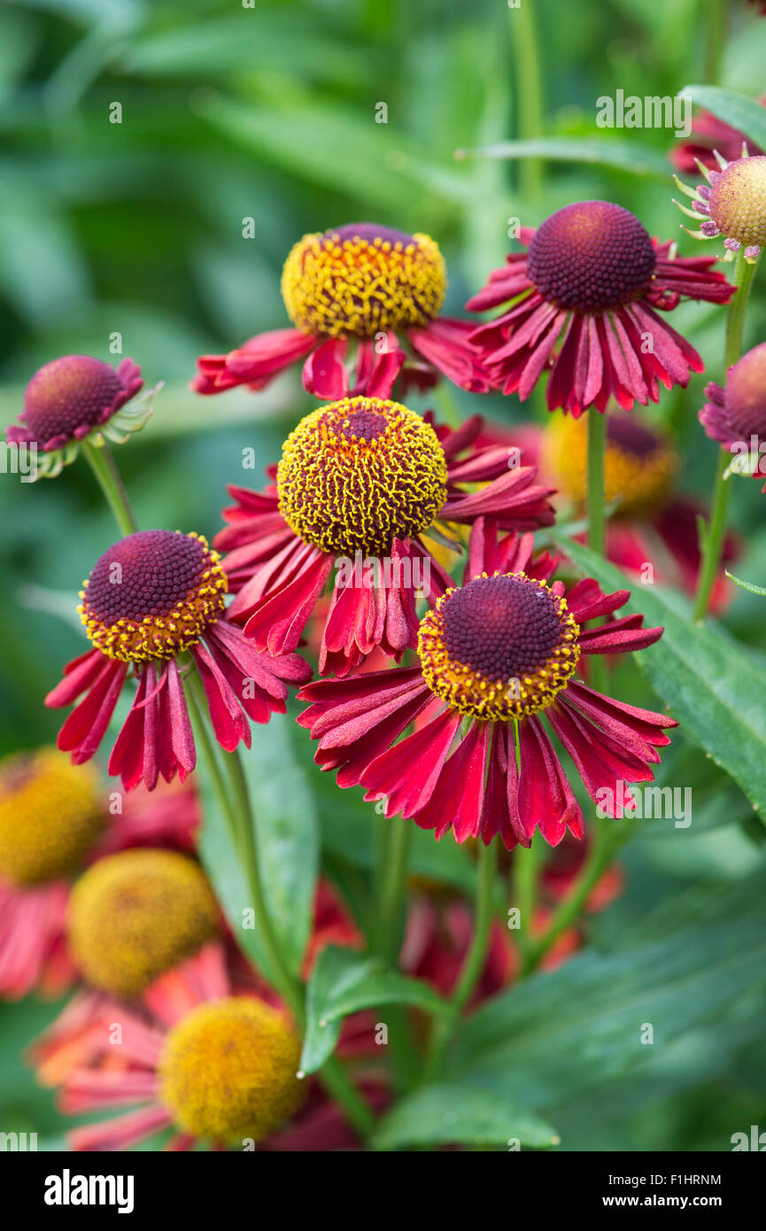Helenium garden border Banque de photographies et d’images à haute ...