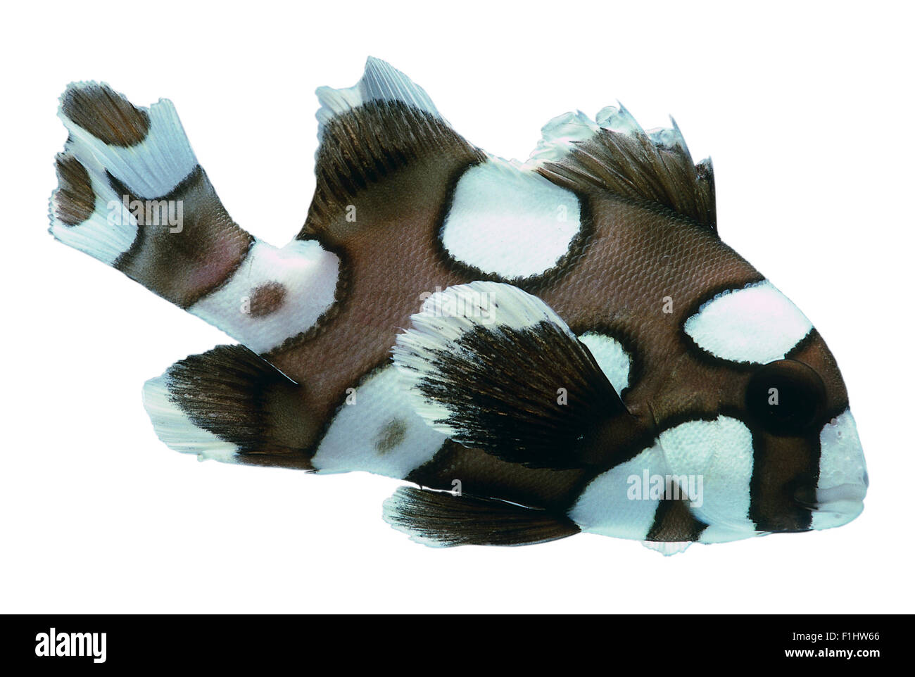 Plectorhynchus chaetodonoides, gaterins arlequins poisson avec Brown et ...