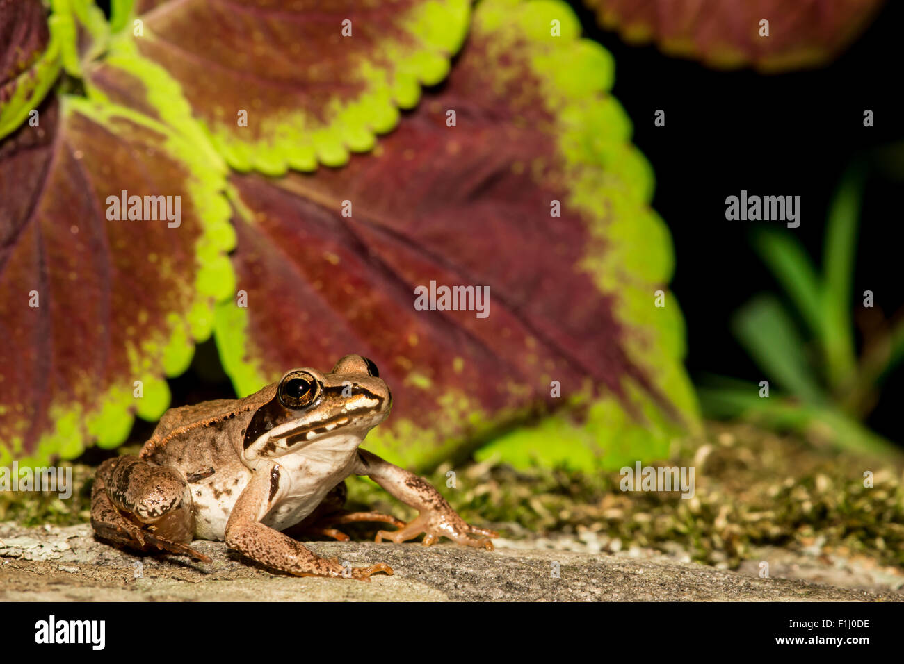 Grenouille des bois adulte rana sylvatica Banque de photographies et d ...