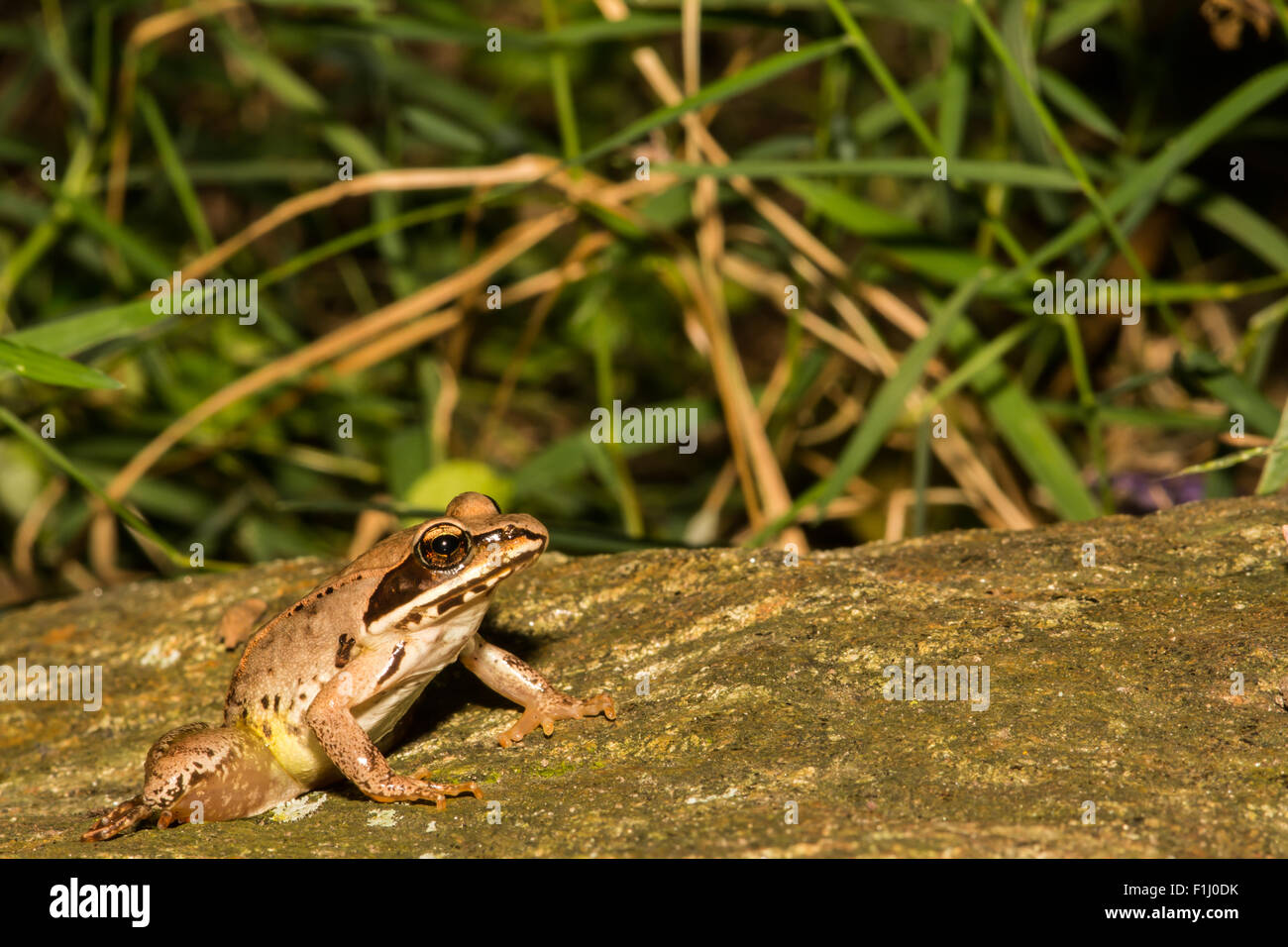 Grenouille des bois adulte rana sylvatica Banque de photographies et d ...