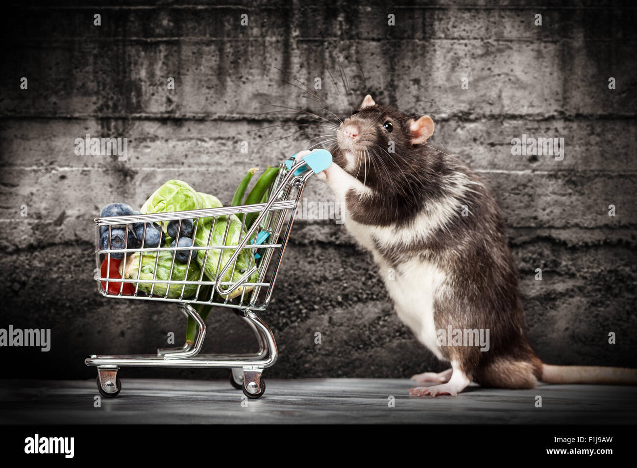 Rat mignon Banque de photographies et d’images à haute résolution - Alamy