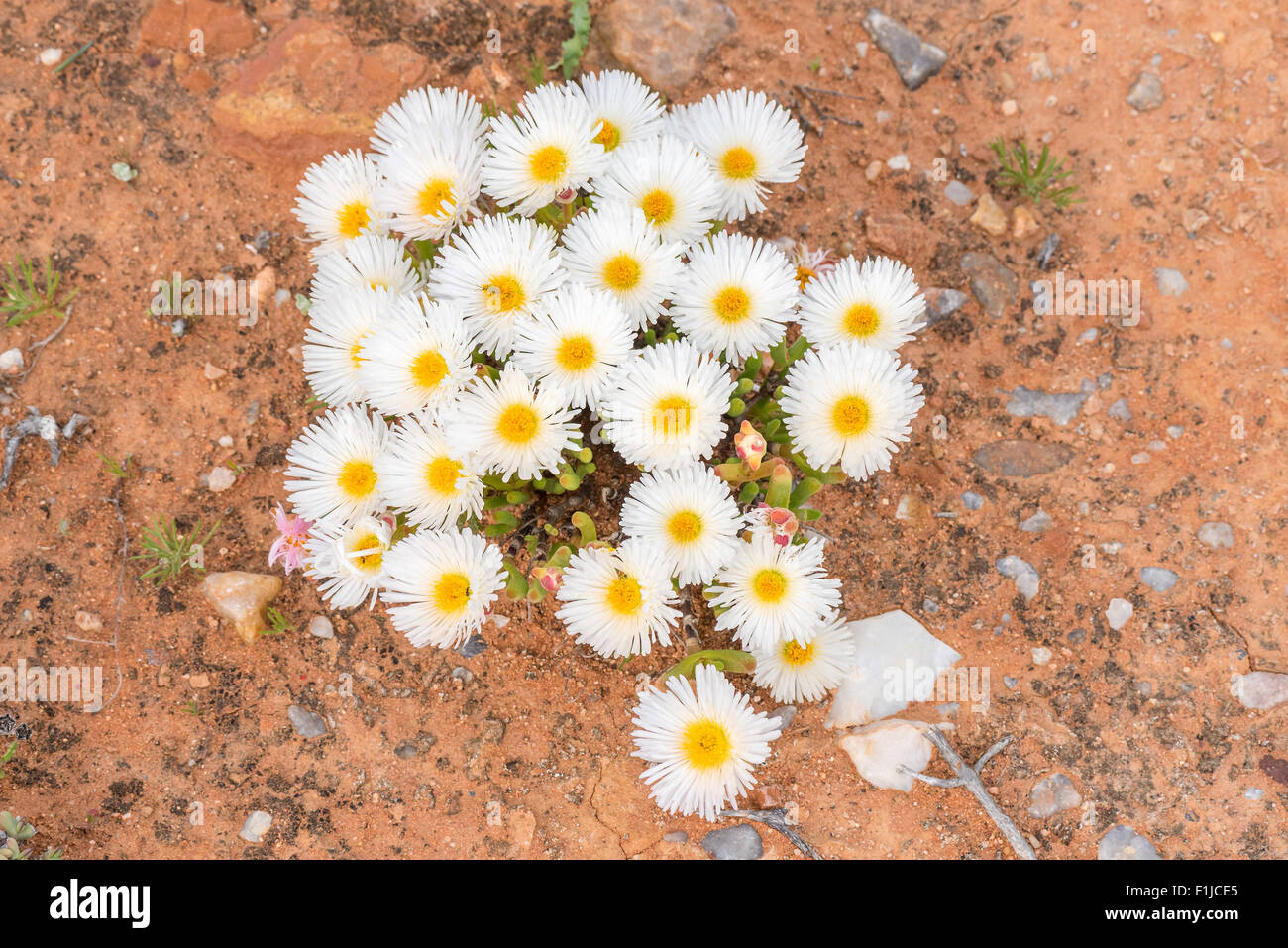 Namaqualand region Banque de photographies et d’images à haute ...