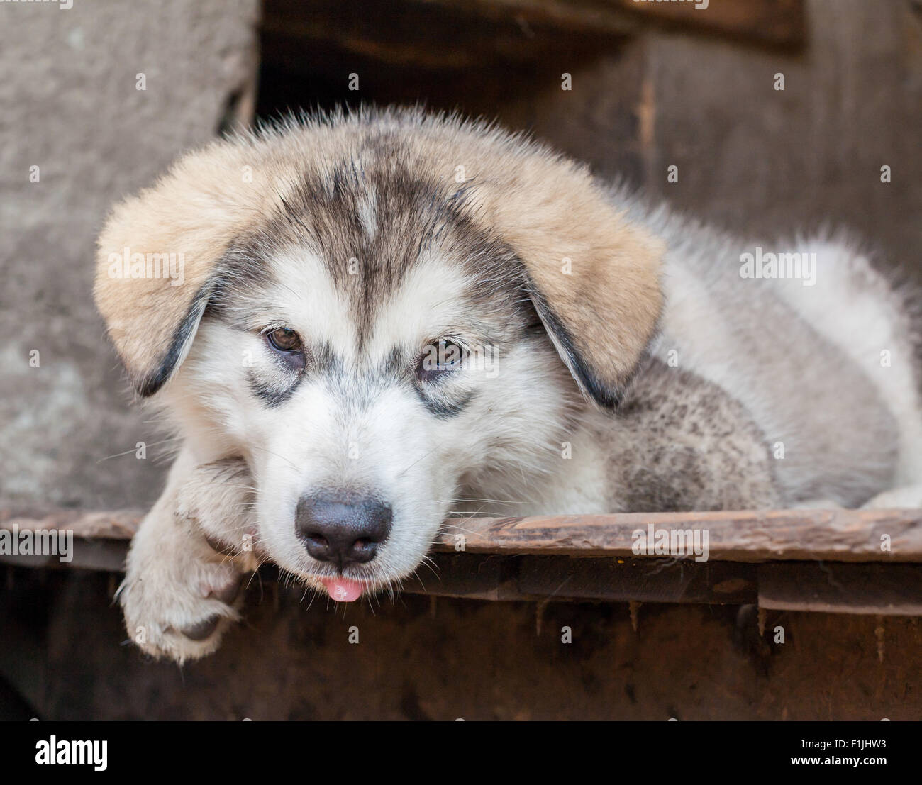 Malamute labrador Banque de photographies et d’images à haute ...