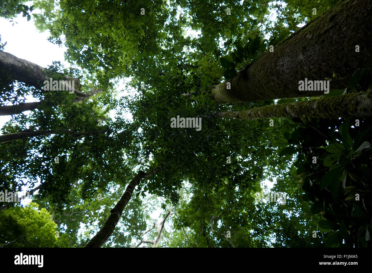 Canopy et arbres gigantesques dans le Parc National de Carara, Costa ...