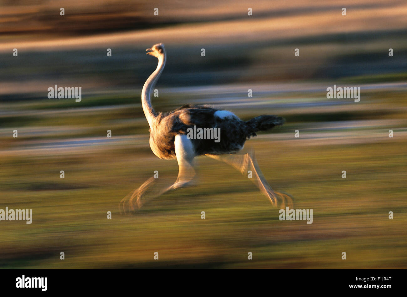 Autruche femelle tournant, Kgalagadi Transfrontier Park, Northern Cape ...