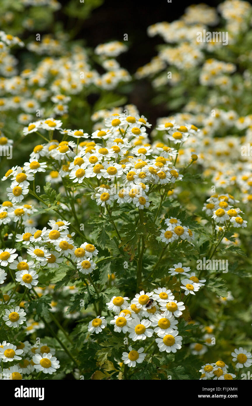 Anacyclus pyrethrum Roemischer Bertram Photo Stock - Alamy