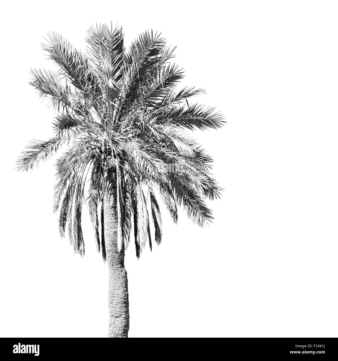 Palmier maroc Banque d'images détourées - Alamy