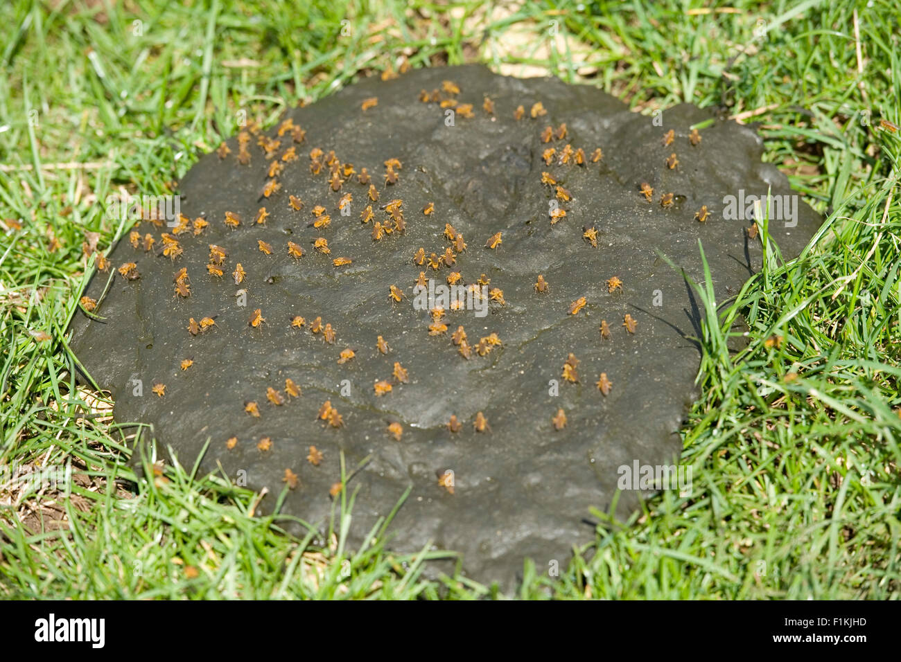 Mouches jaunes, Scathophaga stercoraria, sur le fumier Photo Stock - Alamy