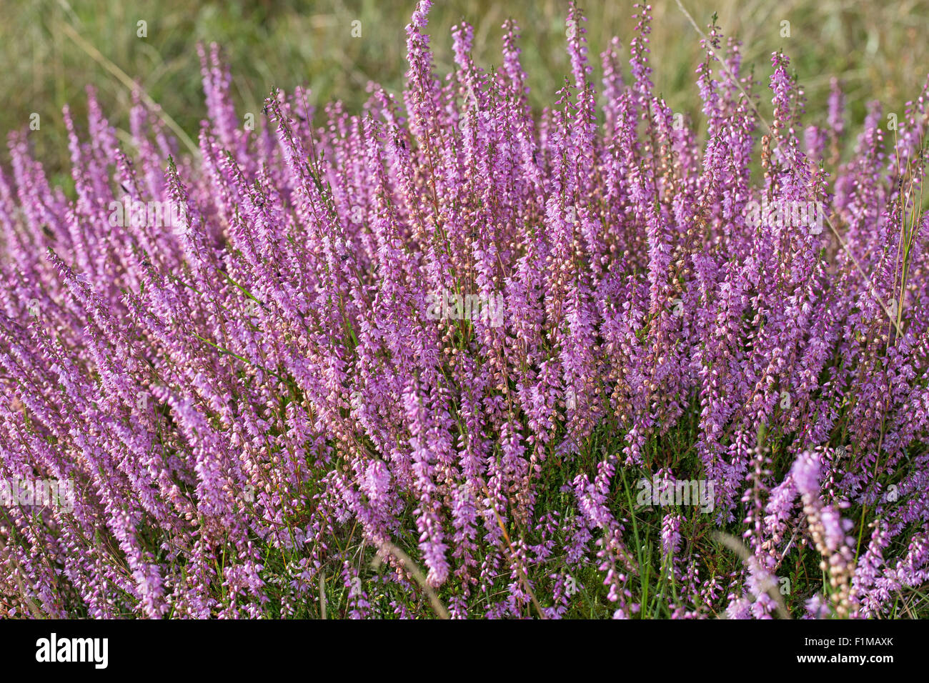 Bruyère commune, Écossais, Besenheide, Heather Heidekraut, Erika ...