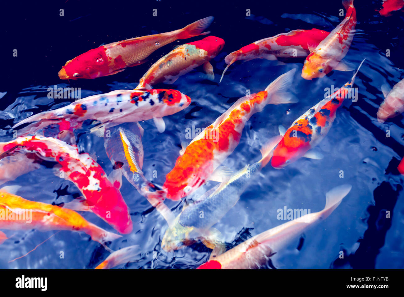 Grosse carpe Banque de photographies et d’images à haute résolution - Alamy