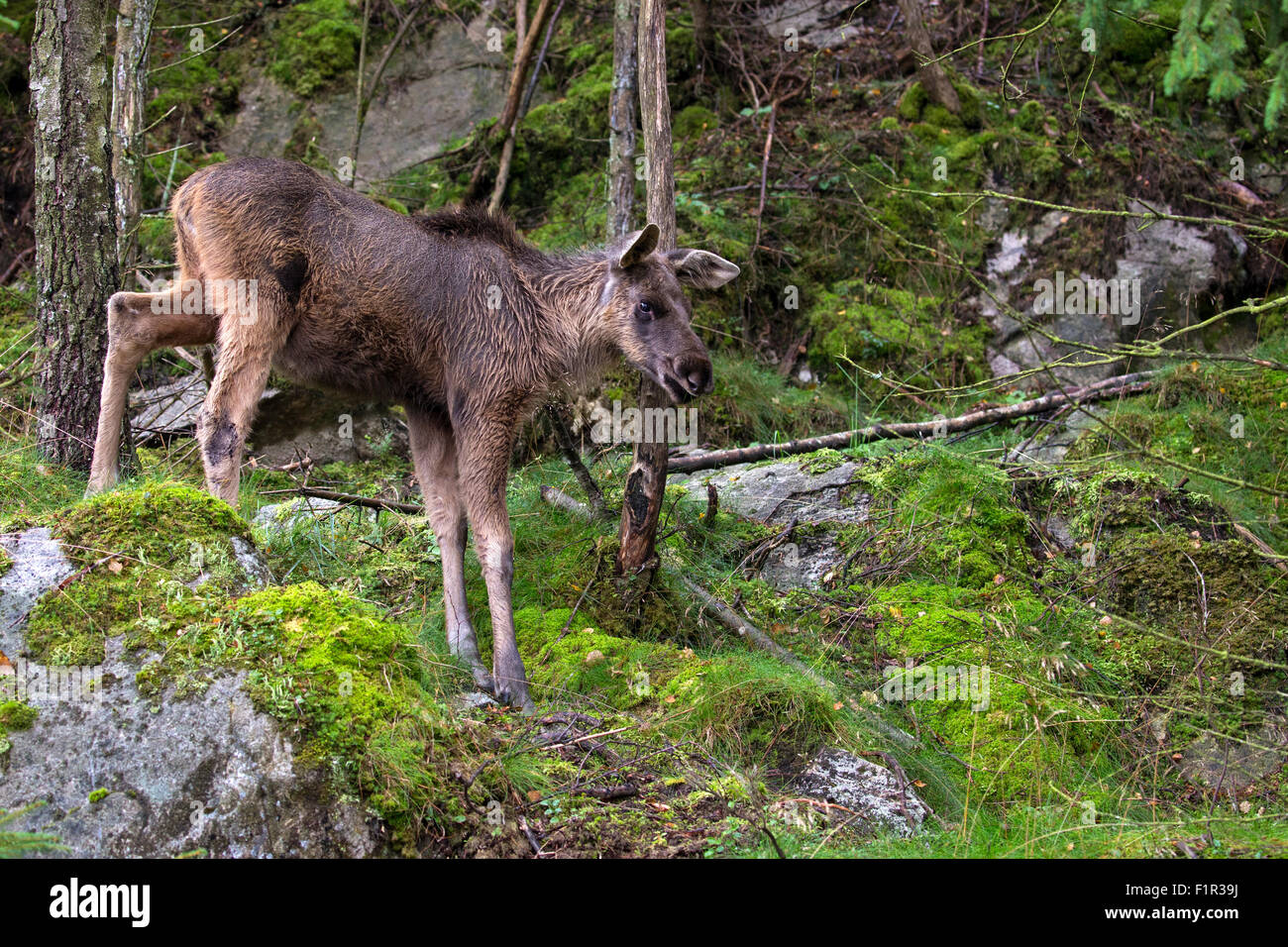 The calf Banque de photographies et d’images à haute résolution - Alamy