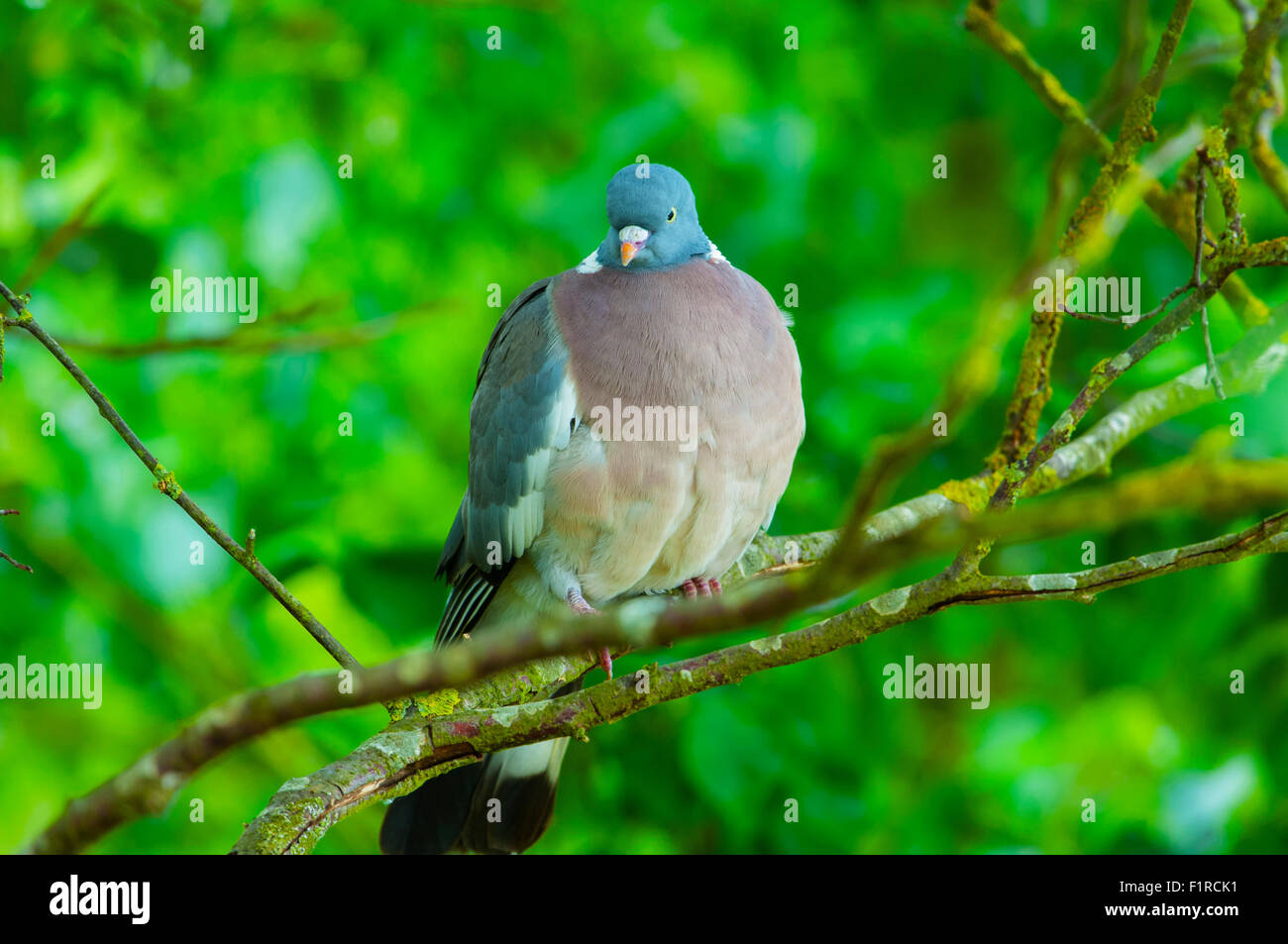 Pigeon ramier Banque de photographies et d’images à haute résolution ...